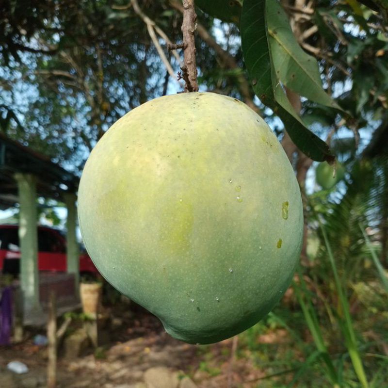 Mangga epal india besar sebiji hampir 500gram dan ada yang 1kilogram ...
