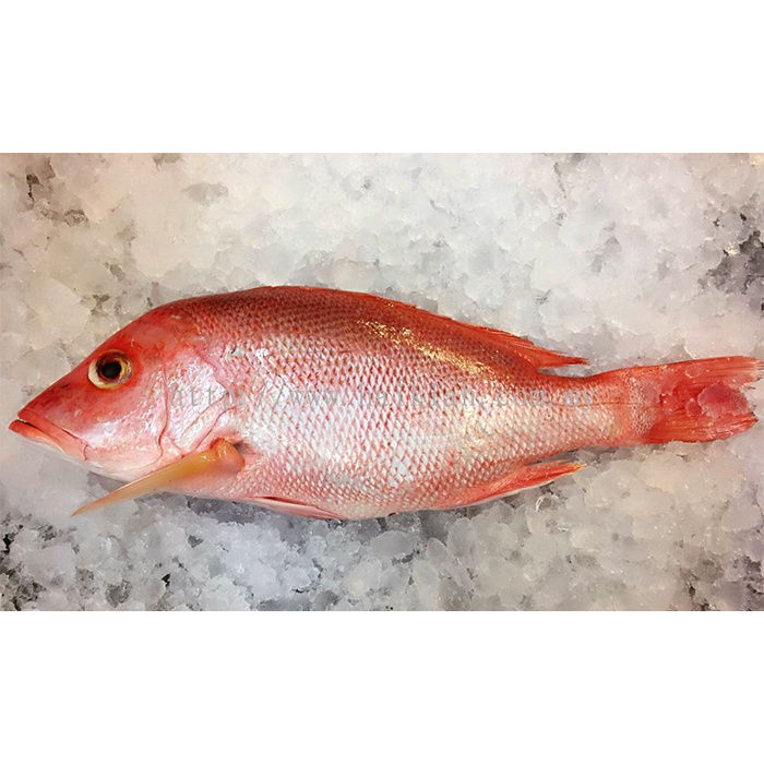 Red Snapper Fish / Ikan Merah Segar 1kg | Shopee Malaysia