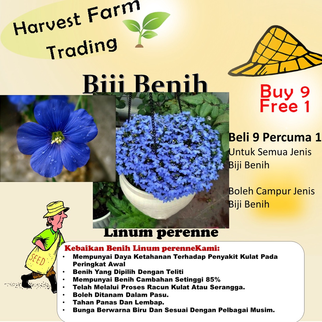 Biji Benih Bunga Linum perenne Blue Flax 15 Pcs+- Dahlia Zinnia Ros ...