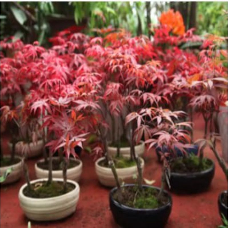 Maple tree / Maple leaf / Pokok Maple Merah/ Maple Hibiscus | Shopee ...