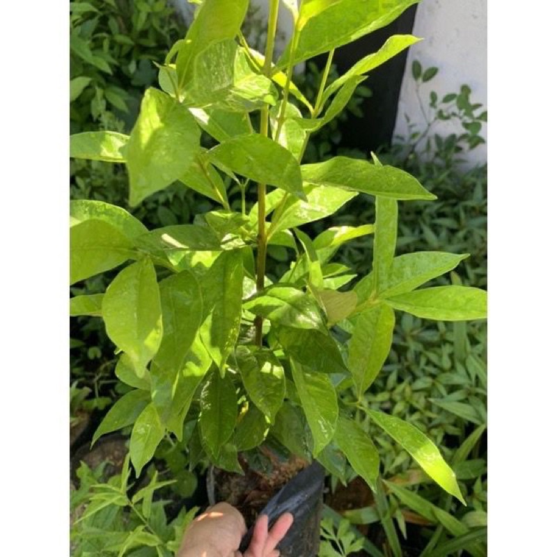 Pokok Salam / Bay Leaf 🍃 / Salam Daun Rimbun | Shopee Malaysia