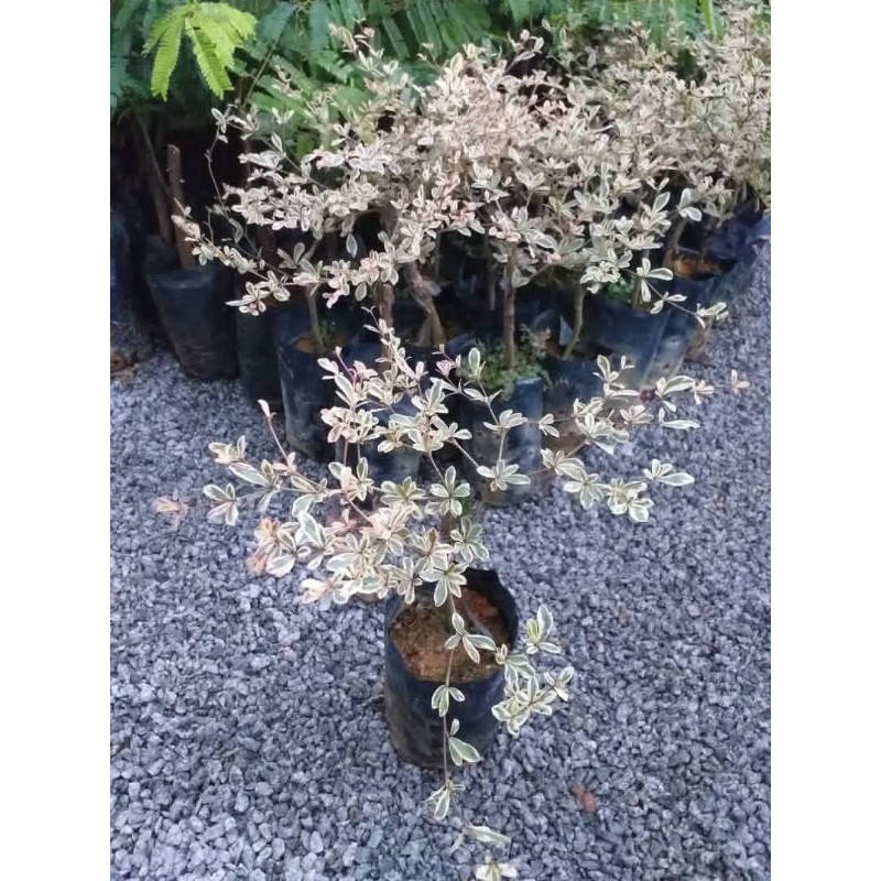 Pokok Bucida Batik.. | Shopee Malaysia