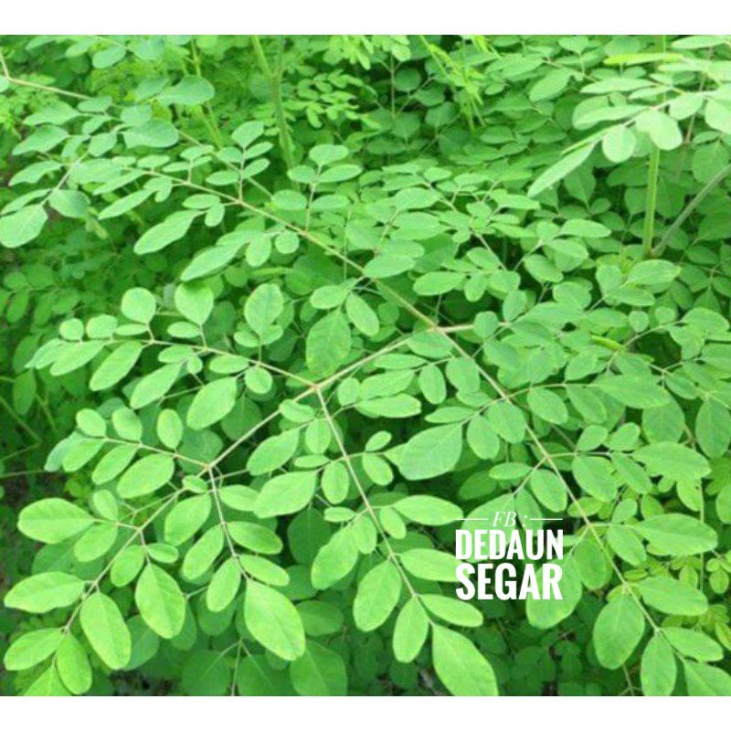 Pokok Kelor ( 5 Keratan Saiz A4 ) | Shopee Malaysia
