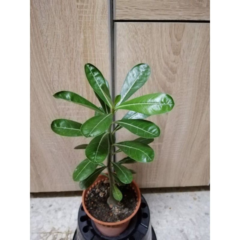 [Real Plant] Pokok Bunga Adenium | Shopee Malaysia