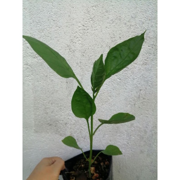 anak pokok cili benggala merah/capsicum/hibrid(percuma 1 pokok ...
