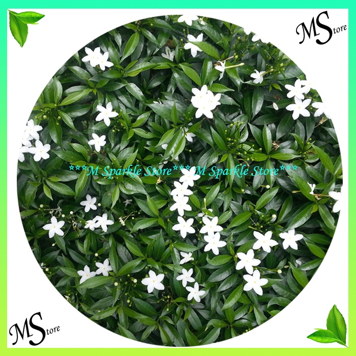 Pokok Bunga Mini Jasmine Ervatamia Dwarf / Anak Pokok Bunga Jasmine ...
