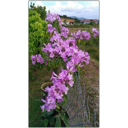 Pokok Bunga Memanjat Vine Garlic Frangipani Tassel Rubber curtain glow ...