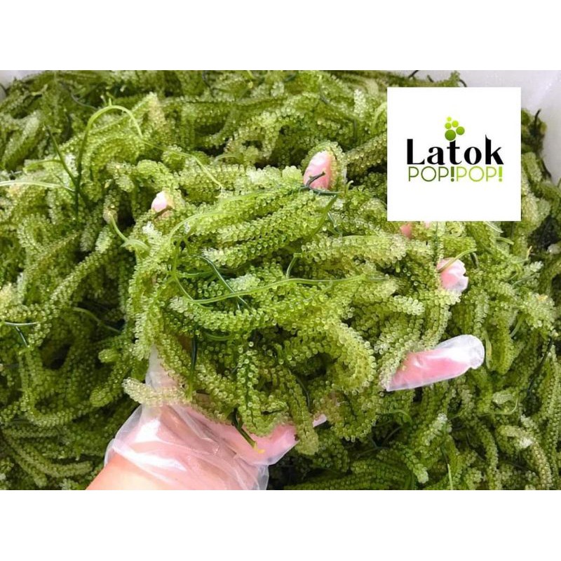 READY STOCK Latok Pop Pop Shrink 💥 Latok yang mudah disediakan dan ...