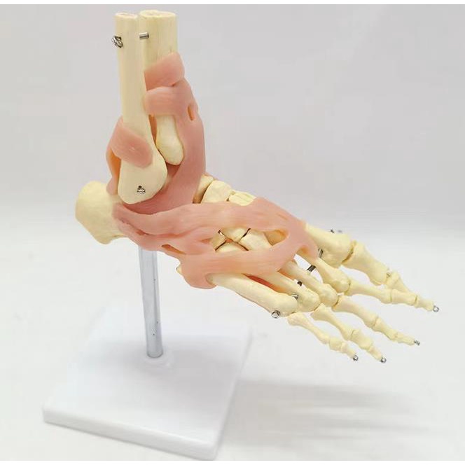 1:1 Lifesize Human Skeleton Foot Ankle Bone Joint Model with Ligament ...