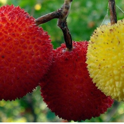 Pokok Pulasan Hybrid 100% | Shopee Malaysia