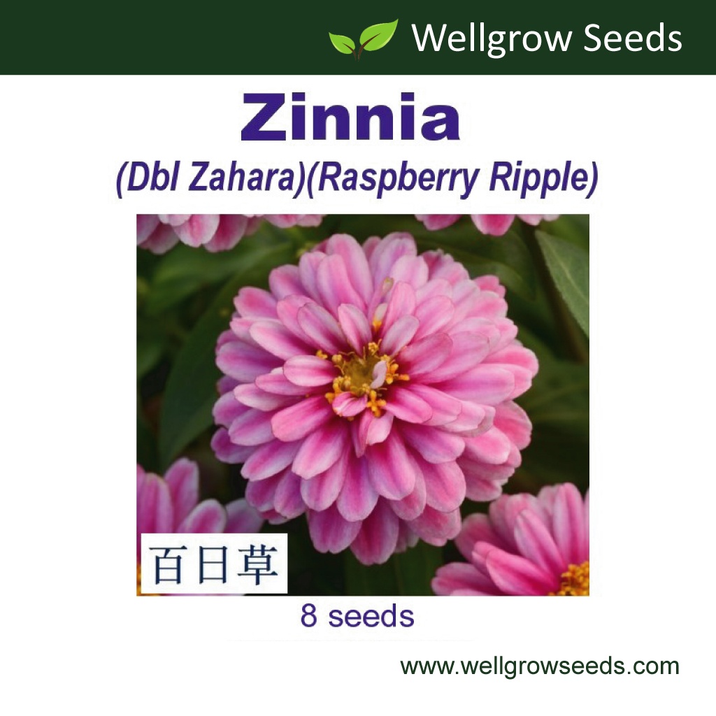Zinnia Zahara Double Raspberry Ripple (8sds) Flower Seeds Wellgrow ...