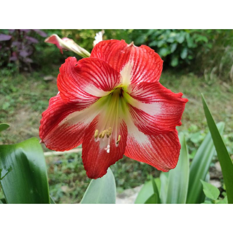 Pokok lily/amaryllis (bawang matang berakar) | Shopee Malaysia
