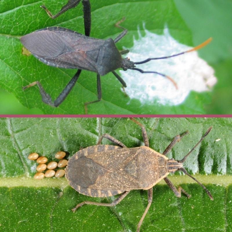 Insecticide Squash Bugs Anasa Tristis Last for 30 days Selamat kepada ...