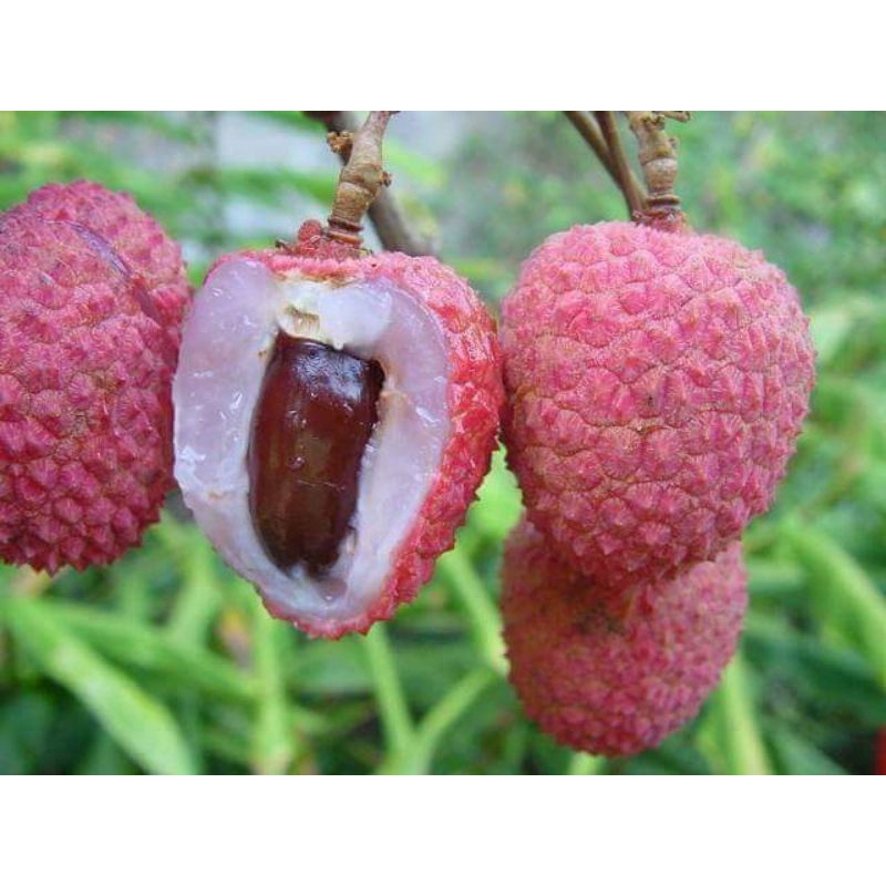 pokok laici hybrid( buah besar) | Shopee Malaysia