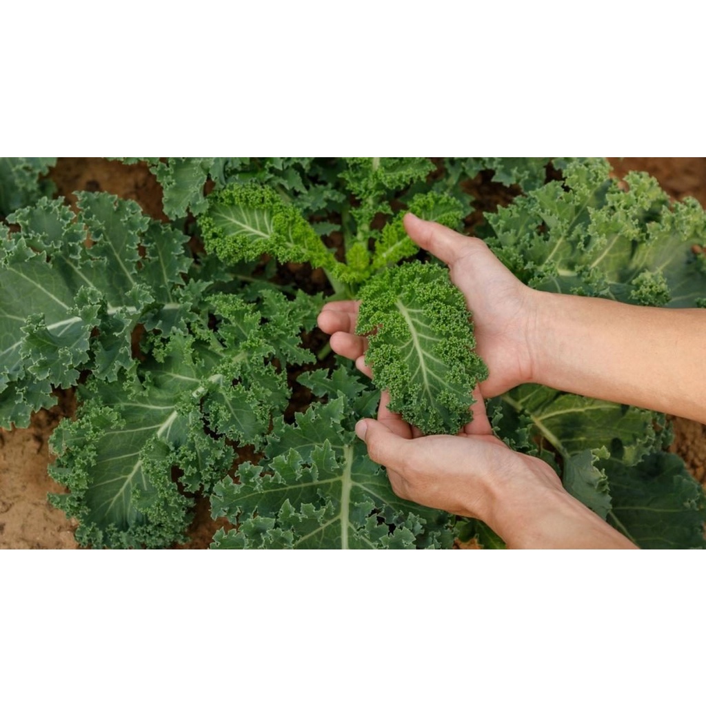 Benih Sayur Kale / Kale Seeds - Ready Stock | Shopee Malaysia