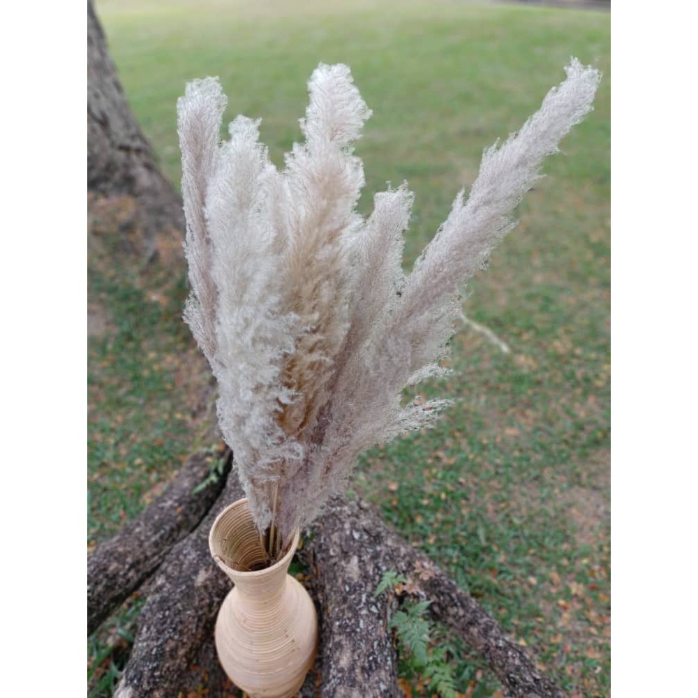 [Ready Stock] Natural Pampas Grass Dried Plant Rustic / Boho Deco Pokok ...