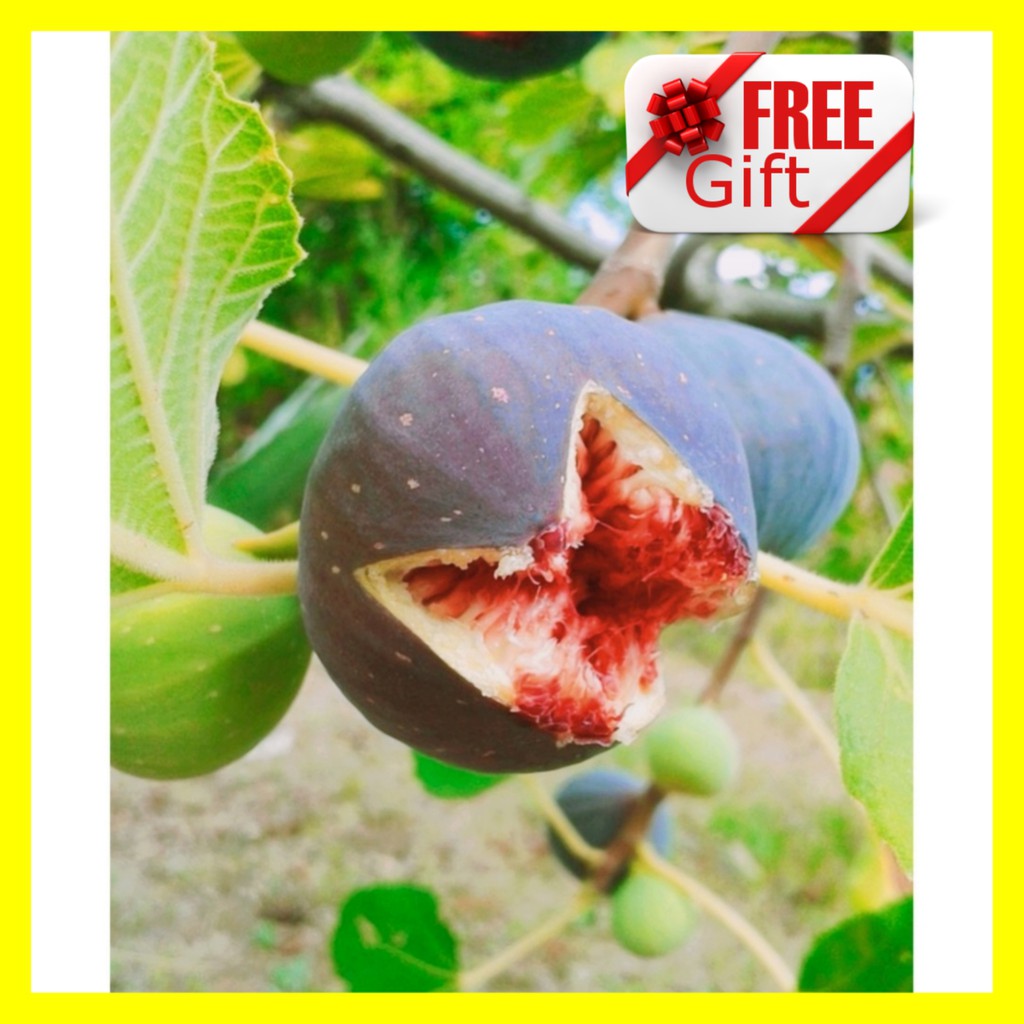 Tin/Fig*JUMBO TaiwanFig* FRESHLY CUT 16cm ++ Keratan Batang Pokok Tin ...
