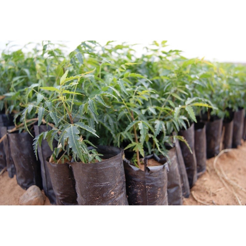 anak pokok semambu neem plant bagus utk halau hama,legakan gatal kulit ...