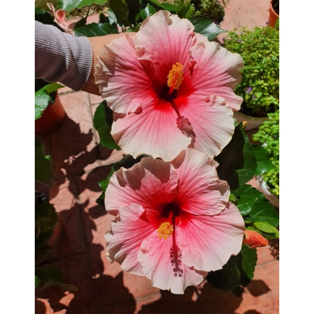 (Apple Gardening)Special Colour Hibiscus特色大红花*Live Plant | Shopee Malaysia