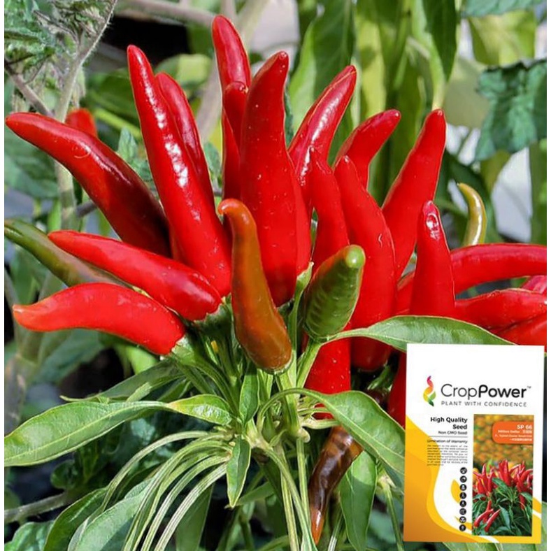 Anak Pokok Cili Jambak (CROP POWER) F1 HYBRID Cabai Burung | Shopee ...