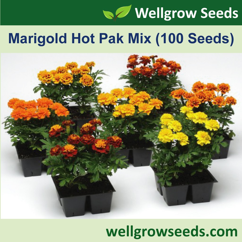 French Marigold Hot Pak Assorted (100sds) 法国万寿菊：热点系列 (混色）Flower Seeds ...