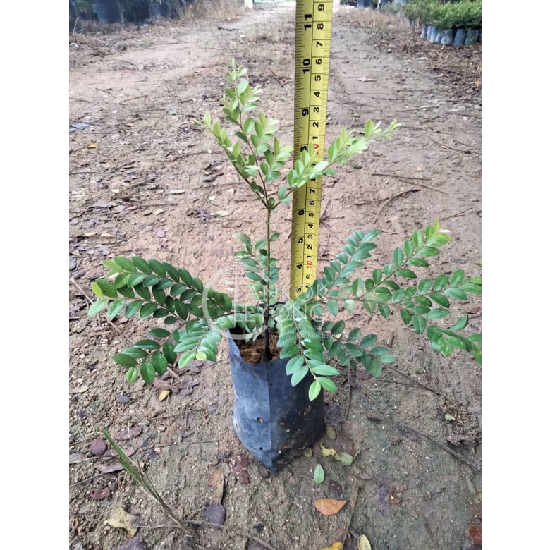 TKL - Outdoor Small Size Diospyros Buxifolia Bucida Tikus Polybag 9x9 ...