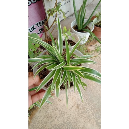 anak pokok spider plant | Shopee Malaysia