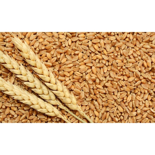 Wheat Grains/ Biji Gandum Makanan ( گندم ) 1kg | Shopee Malaysia