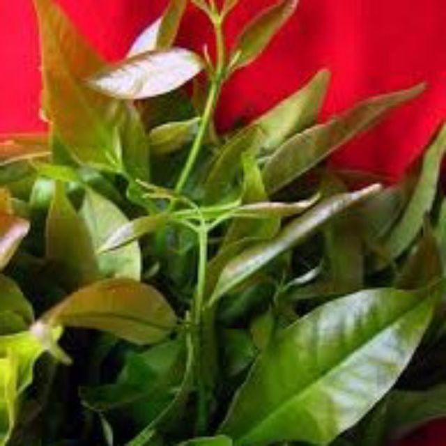 pucuk serai samak/pucuk serai kayu | Shopee Malaysia