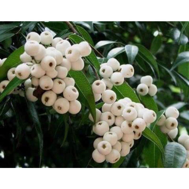 anak pokok JAMBU NASI /GELAM TIKUS/KELAT NASI (ULAM) | Shopee Malaysia