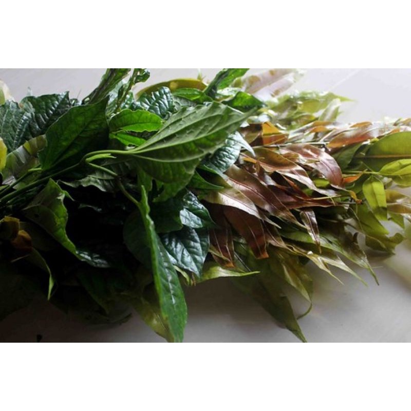 Pakej Daun Bubur Lambuk (Pucuk Midin/Daun Kesum/Daun Kaduk) | Shopee ...