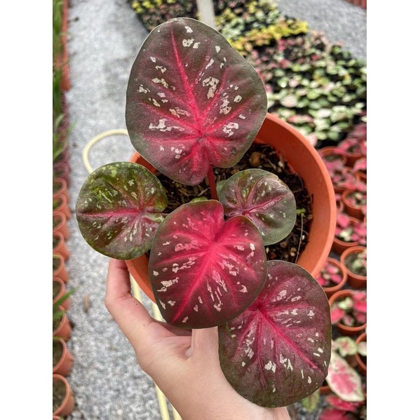 Caladium Chiang Mai City/ready stock(medium size) | Shopee Malaysia