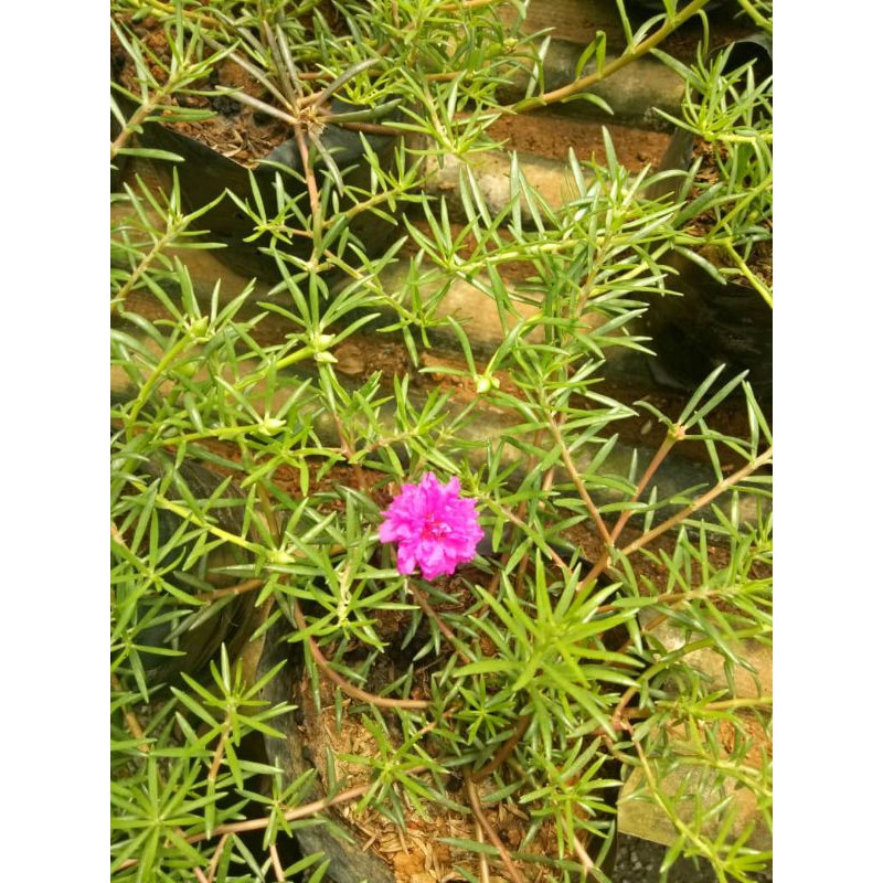 Rose Jepun (Japanese Rose) *3 FOR 15* | Shopee Malaysia