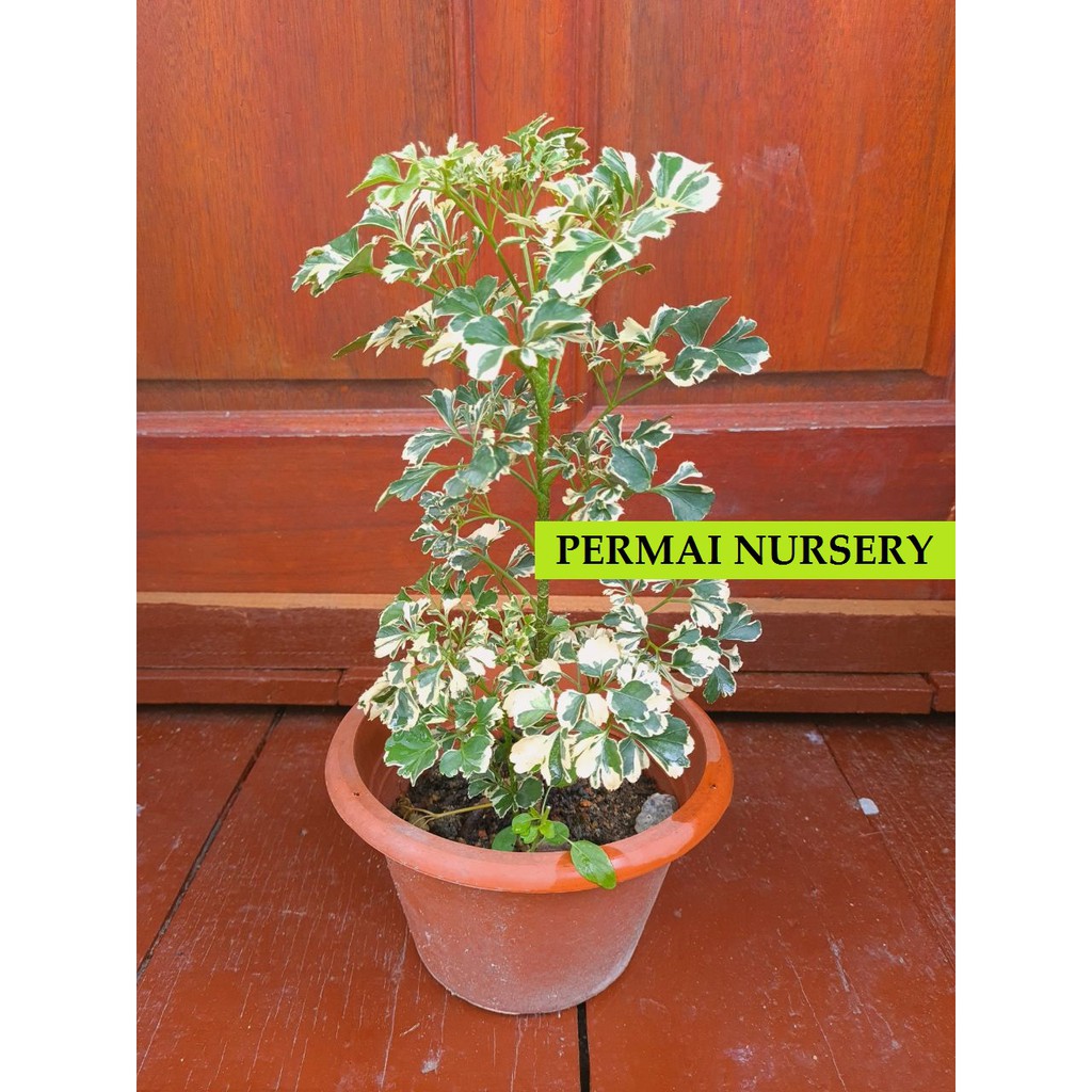 Pokok Tapak Kucing / Polyscias Dwarf Variegata ( Hiasan ) | Shopee Malaysia