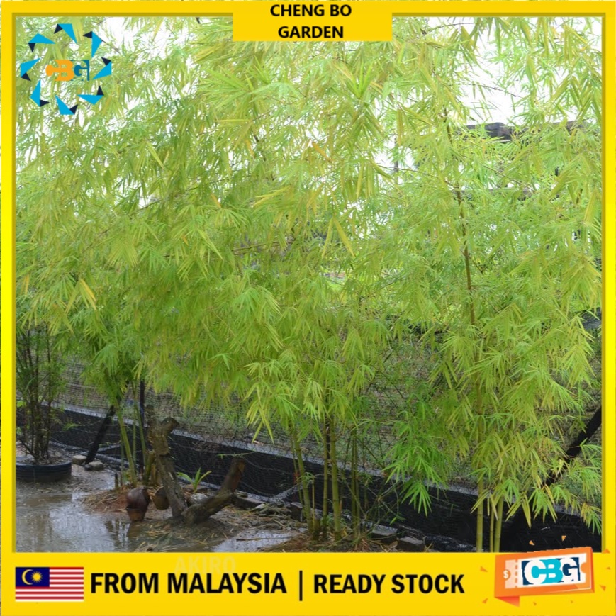 Anak Pokok Buluh Madu Pokok Hiasan Senang Tumbuh | Shopee Malaysia