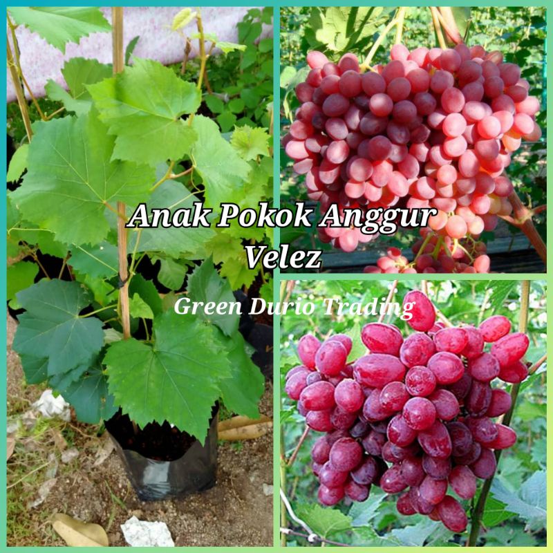 POKOK ANGGUR AKADEMIK, DIXON, NINEL, SHINE MUSCAT, EVEREST, LONG RED ...
