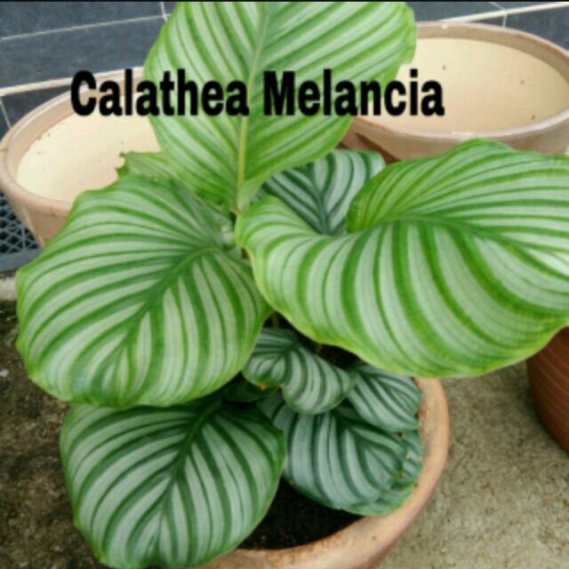 Pokok Hiasan ( calathea melancia) | Shopee Malaysia
