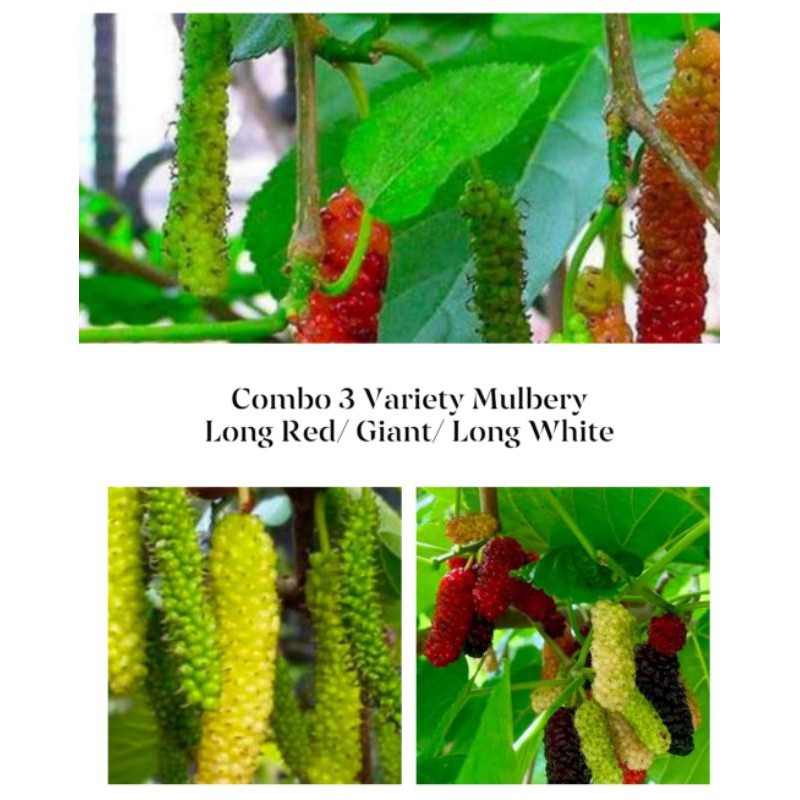 🔥HOT🔥 Combo 3 Variety Mulberi Long White, Giant, Long Red | Shopee Malaysia