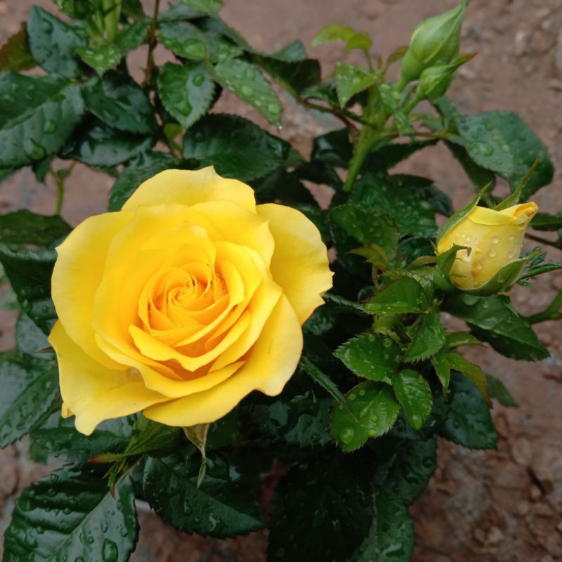 Anak Pokok Bunga Ros Yellow(Kuning)/Danish Rose | Shopee Malaysia