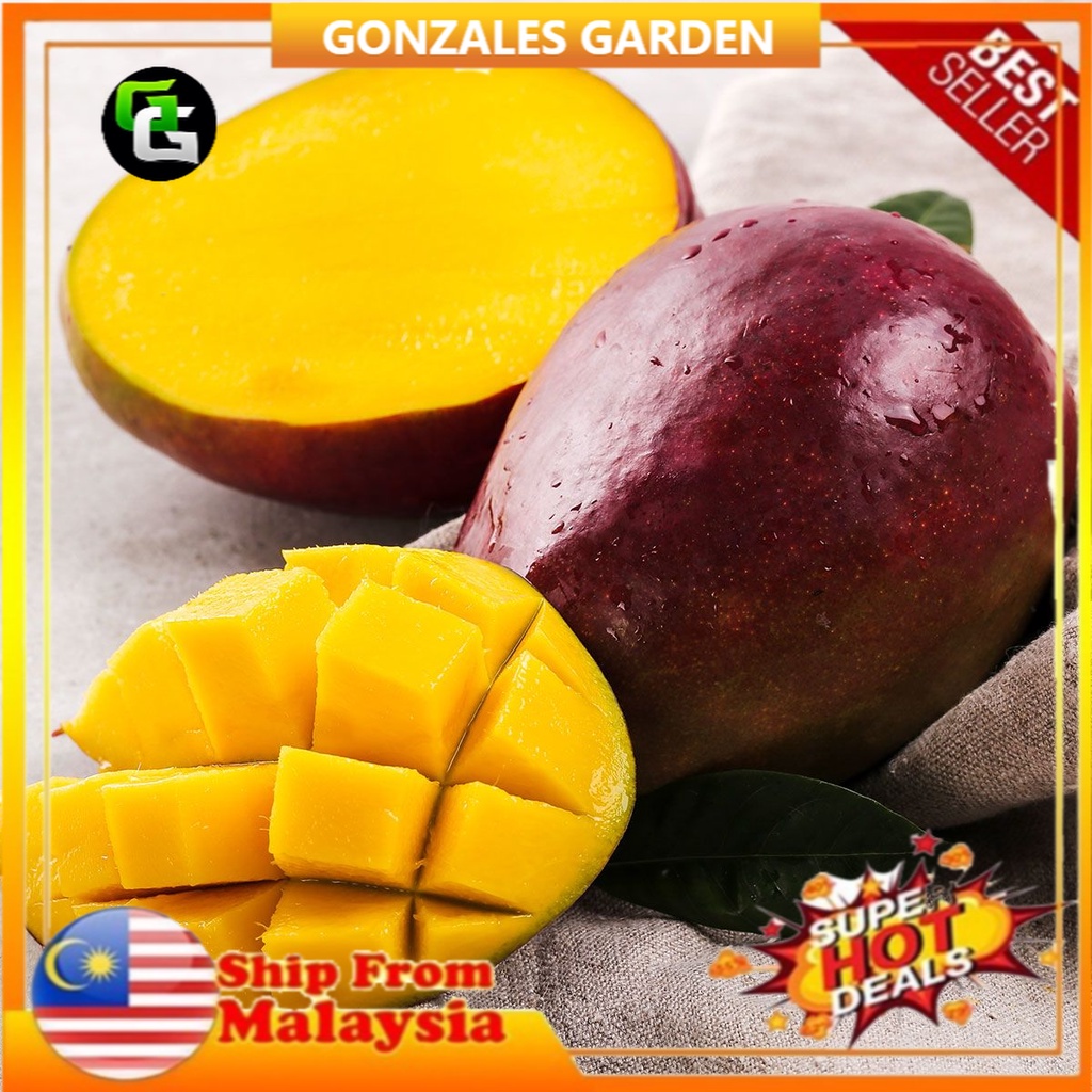 Anak Pokok Mangga Mempelam Pelam Pauh Irwin | Shopee Malaysia