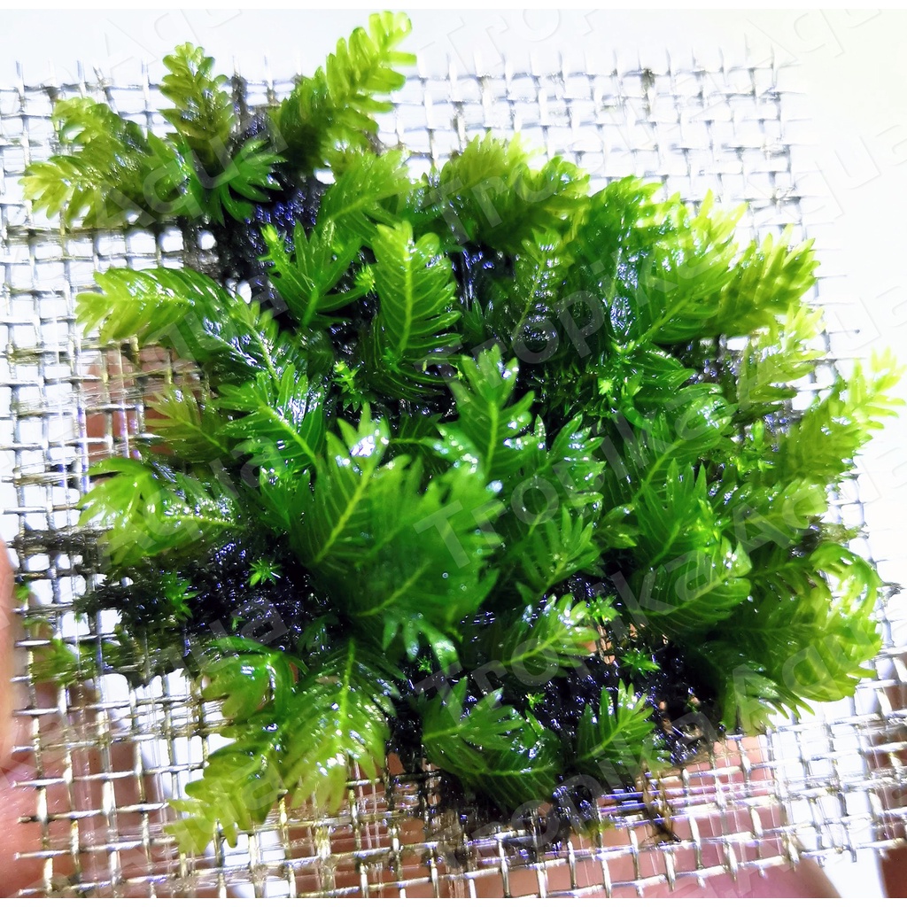 Fissidens moss 大凤尾藓 (Fissidens Fontanus / Phoenix Moss / US Fissidens ...