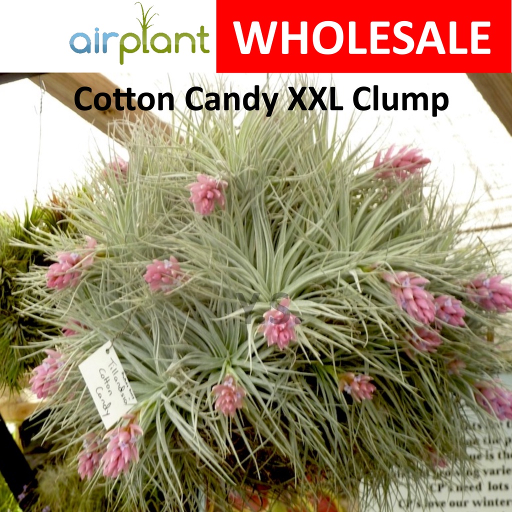 Air Plant - Tillandsia Cotton Candy XXL Clump / Pokok Udara / 空气草 空气凤梨 ...