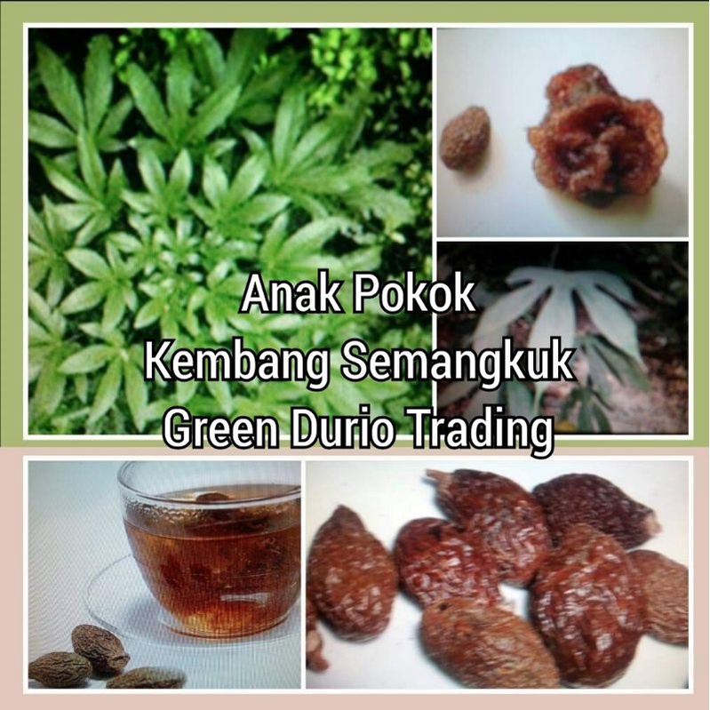 Pokok Kembang Semangkuk rare plant | Shopee Malaysia
