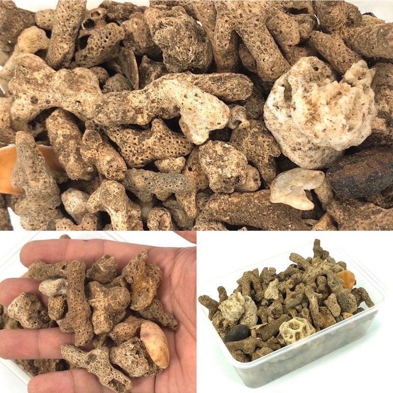 Ready Stock Stone Coral Stone/Filter Media 1kg Aquarium Coral Bone 珊瑚石 ...
