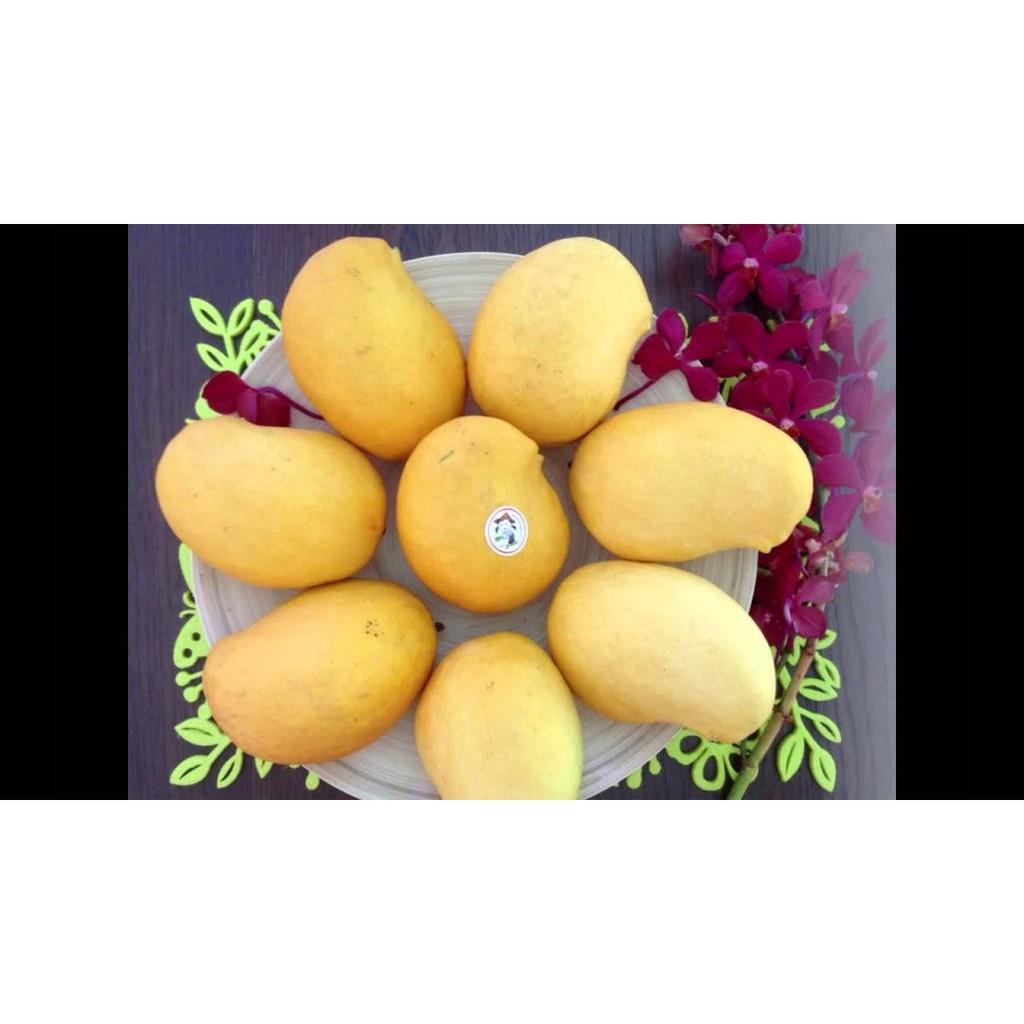 Myanmar Mango Original | Shopee Malaysia
