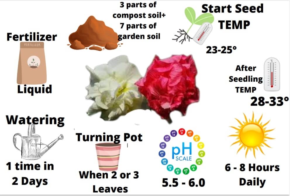 Grant Hibiscus 芙蓉葵花大红 20Pcs Biji Benih Besar Giant Bunga Raya Flower ...