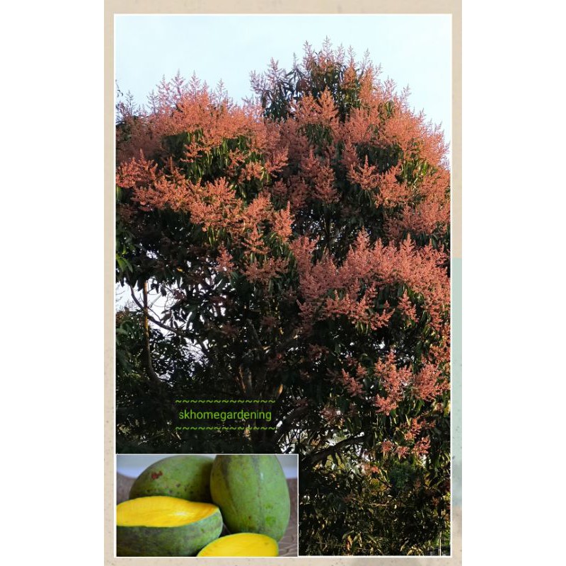 Anak Pokok Mangga Kuini / Kuine Mango Tree | Shopee Malaysia