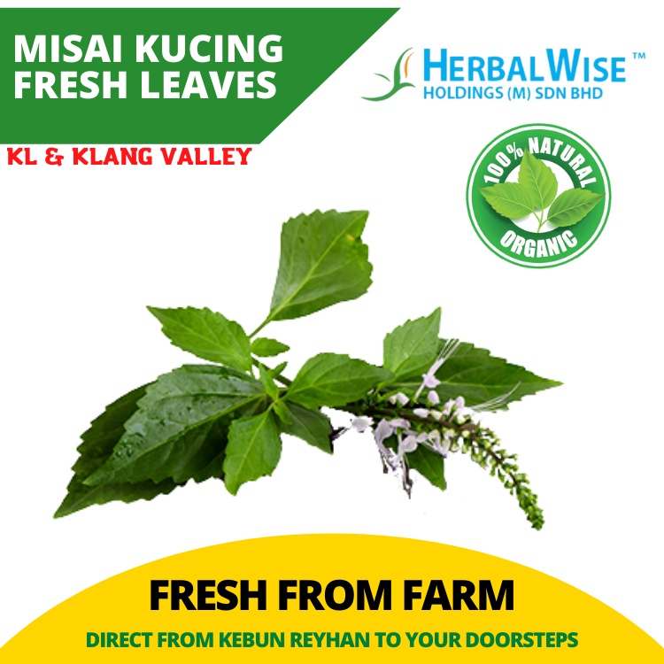 [PRE-ORDER] Organic 10g Misai Kucing Fresh Leaves / Organik Misai ...