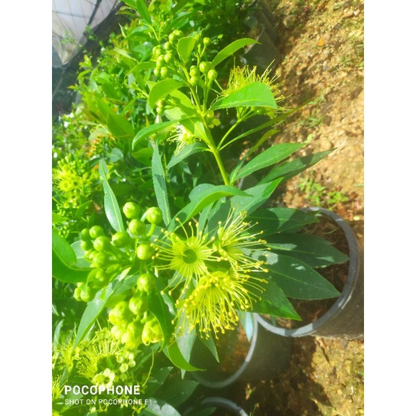 Bunga Jambu / Penda / Bunga Kesukaan Kelulut / Xanthostemon chrysanthus ...