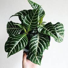 REAL Live DAUN ZEBRA ( aphelandra) | Shopee Malaysia